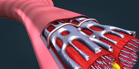 Cardiomyocytes Are The Individual Cells That Make Up The Cardiac Muscle