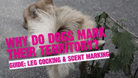 Do Female Dogs Mark Their Territory