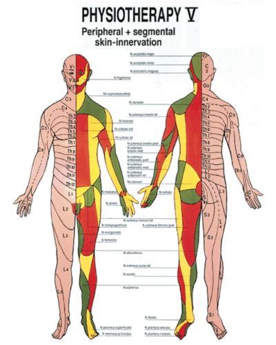 Physiotherapy V Peripheral Segmental Skin Innervation Anatomical