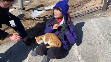 流浪猫上华山成“网红”，撒娇打滚配合拍照七环视频澎湃新闻 The Paper