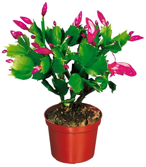 Минишлумбергера Стайно растение ᐉ Онлайн от Kaufland хипермаркет ⭐ Broshura Bg