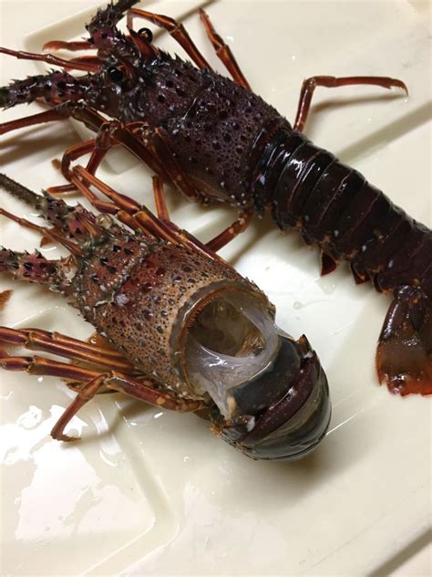 脱皮伊勢海老 伊勢海老 海鮮蒸し料理 華月