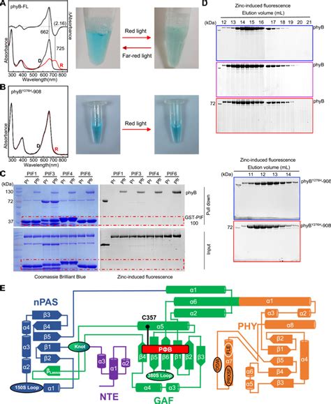Light Induced Remodeling Of Phytochrome B Enables Signal Transduction