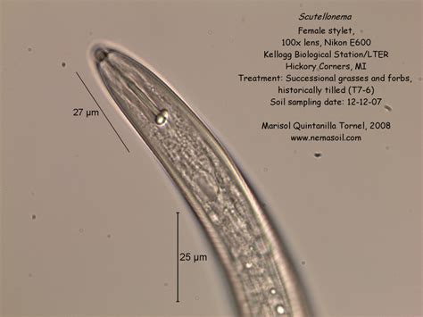 Scutellonema Applied Nematology Ecology And Acoustical Signatures