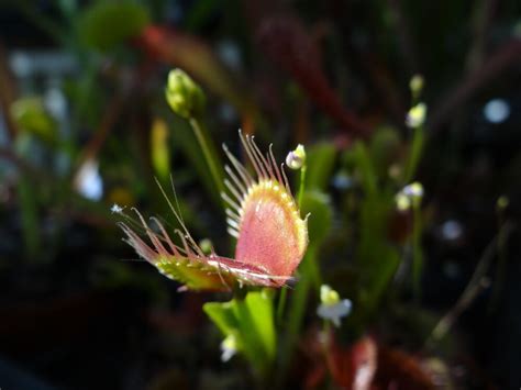 Adult Venus Flytrap Potted Dionaea Muscipula Fly Trap Plant
