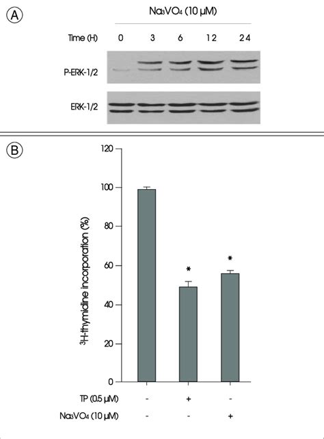 Effect Of The Phosphatase Inhibitor Vanadate On The Extracellular