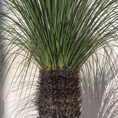 Dasylirion Longissimum