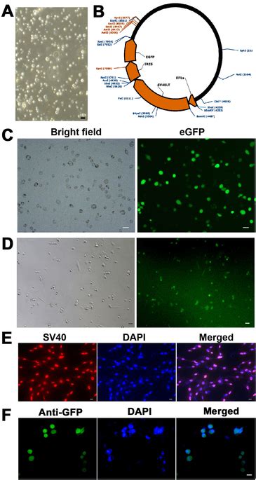 Immortalization Of Human Male Germline Stem Cells A Human Male Germ