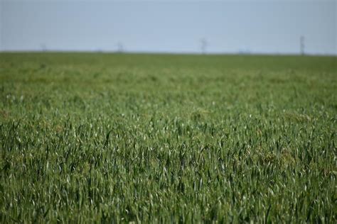 Corteva Unveils ‘breakthrough In Drought Resistant Wheat