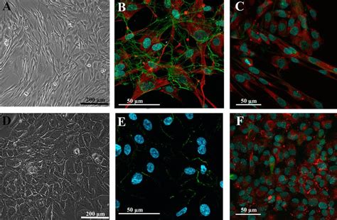 The Morphology Of The Monolayer Cell Culture Of The L Mscs Ac And