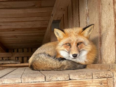 Premium Photo Close Up Of Fox Chilling