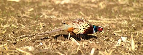 Birding Is Fun Ring Necked Pheasant Rooster