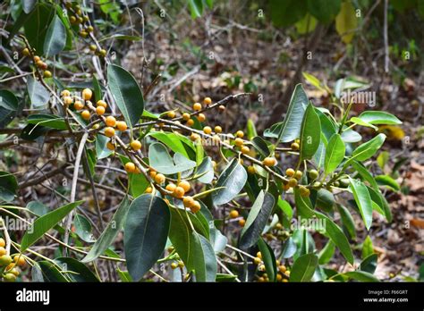Tree With Yellow Berries Growing Naturally In A Remote Location Whilst Exploring The Beautiful