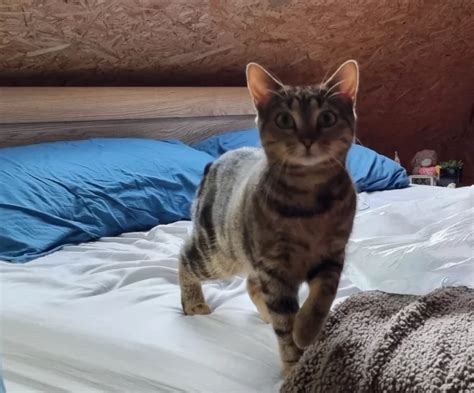 雑種猫でもわかる大きくならない猫の特徴とは もふもふポウズ