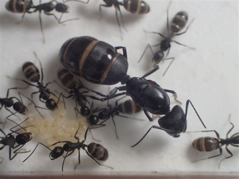 Ants Base Label