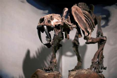 The 2023 Discoveries That Made Us Rethink The Story Of Human Evolution