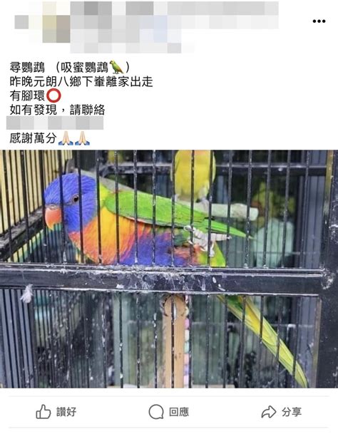 小鸚鵡搭巴士走天涯 車窗外左騰右騰 網民透露飛走去向｜juicy叮 星島日報