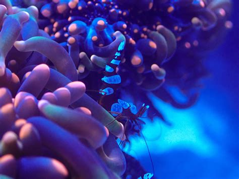 Sexy Shrimp On King Kong Yuma Mushroom Corals Rolympuscamera