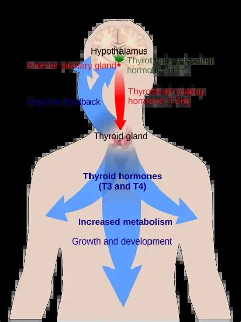 Hormones Definition Structure Types Functions Examples Biology