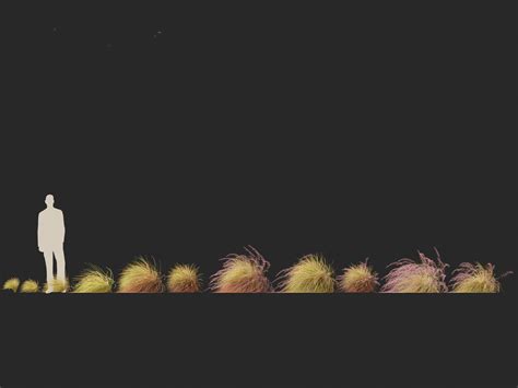 Anemanthele Lessoniana New Zealand Wind Grass 02 3d Model