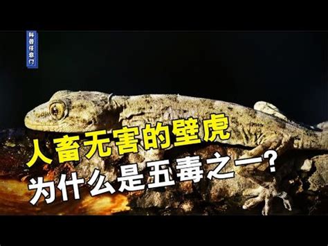 人畜无害的壁虎竟然是五毒之一这到底是为什么科普任意门 YouTube