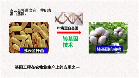 31重组dna技术的基本工具 课件共25张ppt 2022 2023学年高二下学期生物人教版（2019）选择性必修3 21世纪教育网
