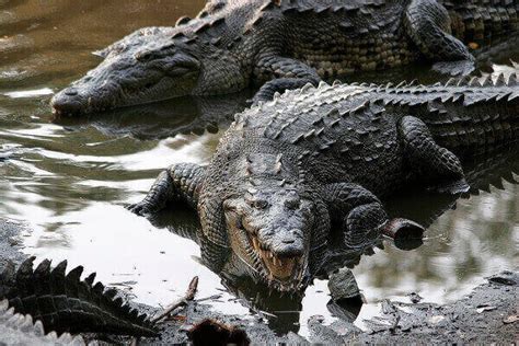 Crocodylus Acutus Características Hábitat Reproducción Comportamiento
