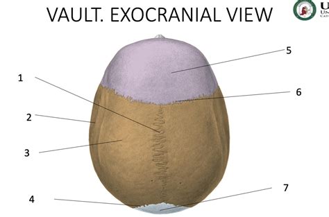 Oral Anatomy Prac 1 Vault Exocranial View Diagram Quizlet