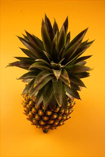 파인애플은 노란색 배경에 고립되어 있습니다 과일 스튜디오 촬영 0명에 대한 스톡 사진 및 기타 이미지 0명 건강관리와 의술 건강한 식생활 Istock