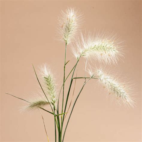 Feather Top Grass Seeds Plantgem