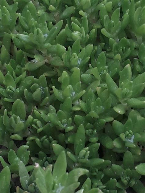 Aesthetics Aesthetic Plants Garden