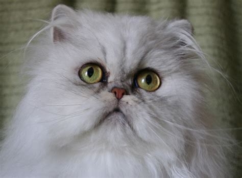 Persian Cat Green Eyes