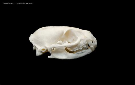 Banded Mongoose Skull Index