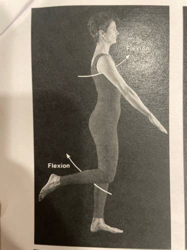 Anatomy And Physiology Lab Final Flashcards Quizlet