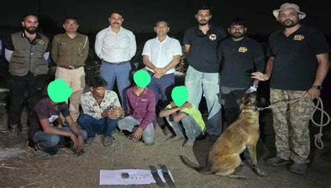 Pune Leopard Found Dead Near Lohegaon Claws Severed For Necklace