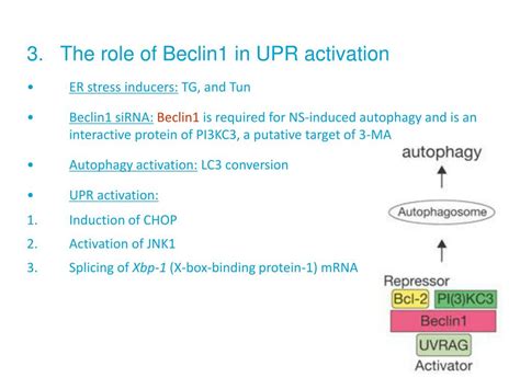 Ppt The Unfolded Protein Response Regulator Grp78bip Is Required For