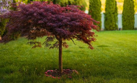 Acer Inaba Shidare Japanese Maple 155l Hello Hello Plants