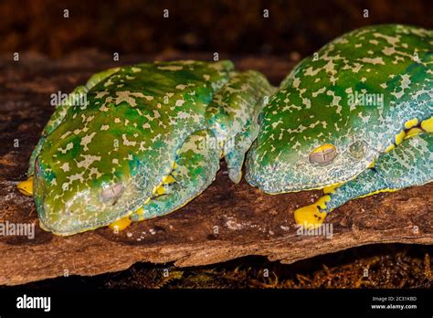Fringed Leaf Frog Cruziohyla Craspedopus Captive Raised Understory
