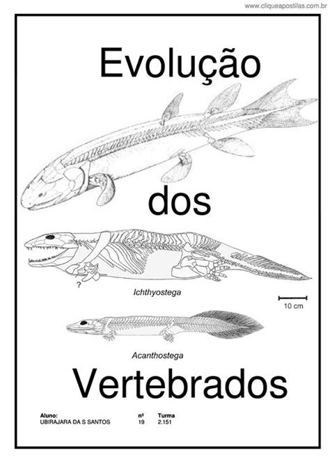 Clique Apostilas Evoli O Dos Vertebrados