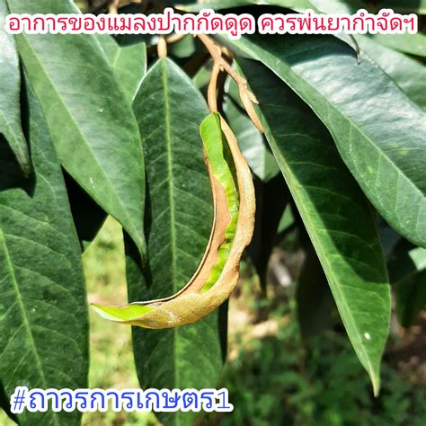 สารป้องกันและกำจัดแมลงแอคเม่ โพรฟีโนฟอส 1ลิตร ถาวรการเกษตร1 Thaipick