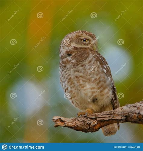 Spotted Owl Bird Natural Nature Wallpaper India Stock Image Image Of