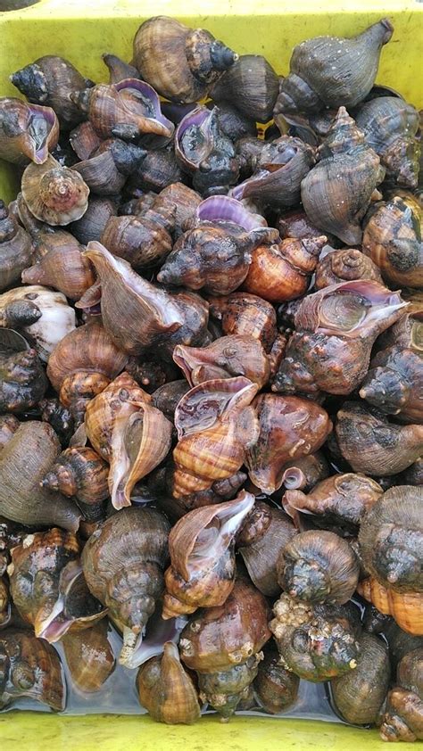 宮城県産 ヒメエゾボラ 2kg（約30個位） 青ツブ貝 青つぶ貝 唾液腺の除去が必要なので知識を有する方へのみご提供です！：宮城県産のつぶ貝