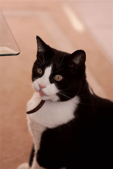 Картинки кошек гифки