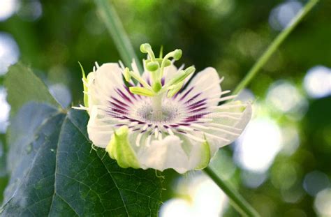 Passion Fruit Flower And Leaves Isolated On White With Clipping Stock