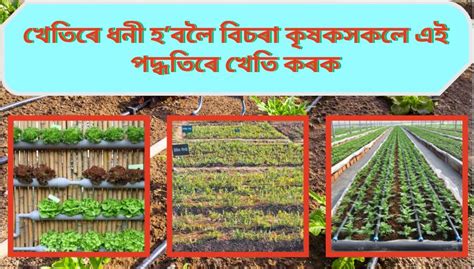 New Farming Technique নতুন কৃষি পদ্ধতিৰে খেতি কৰোঁ আহক