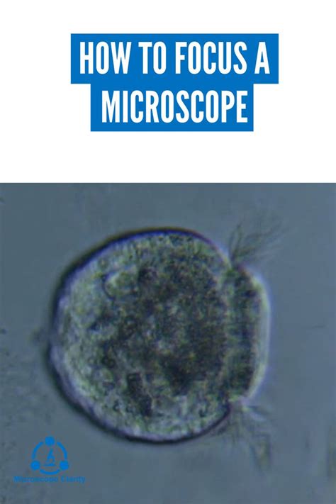 How To Focus A Microscope To Focus Microscope Focus