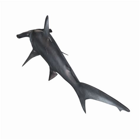 锤头鲨 3d模型 79 Fbx Ma Dae C4d Max Free3d