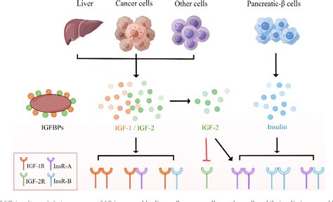 Figure 1 From The Relationship Between Igf Pathway And Acquired