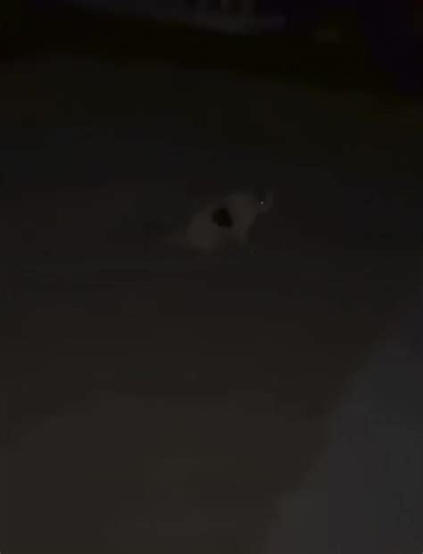 Kitty Album On Imgur