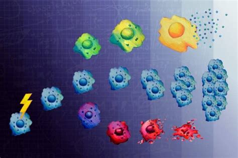 Making Sense Of Cell Fate How Cells Decide Their Future